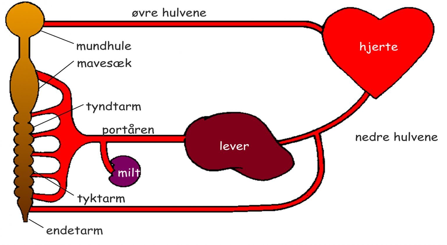 2.3 Absorption - Jordemoderforeningen